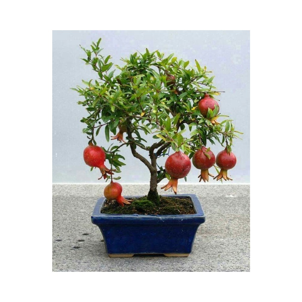 Pom fructifer pitic de Rodiu - Punica granatum Dwarf - 1 pom deja ...